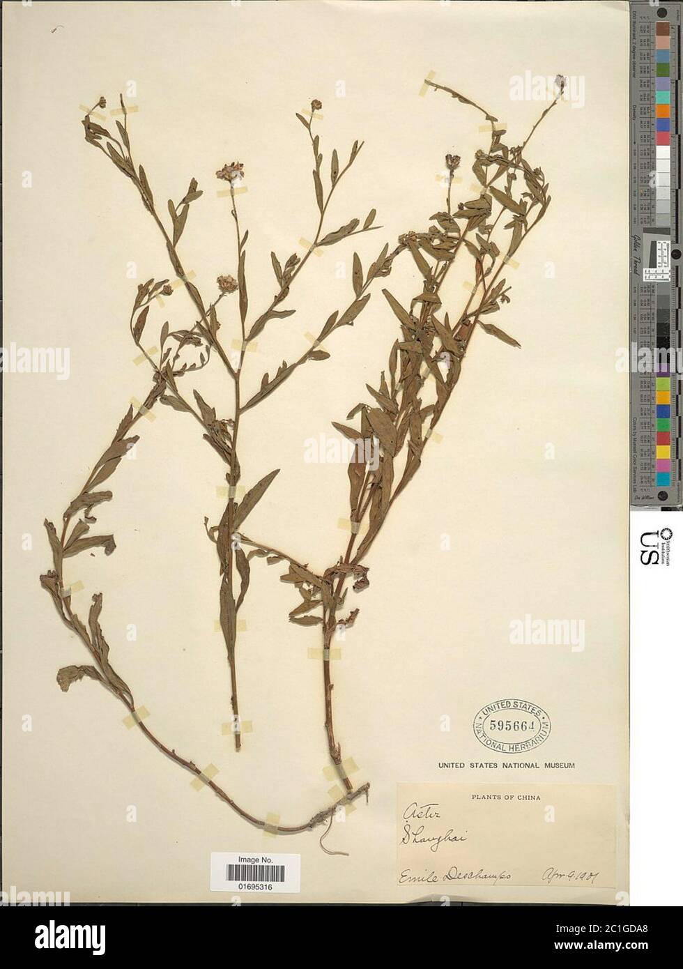 Kalimeris kalimeris sp hi-res stock photography and images - Alamy