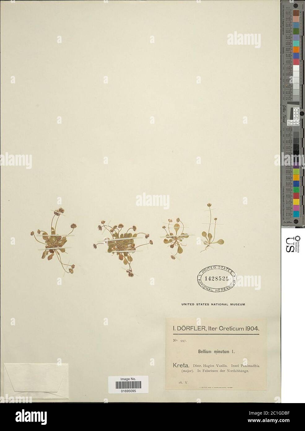 Bellium minutum L L Bellium minutum L L Stock Photo - Alamy