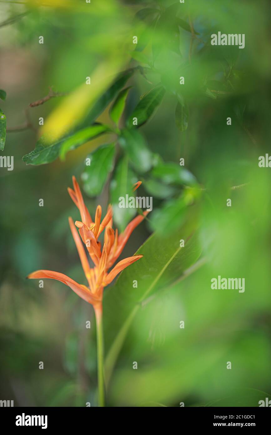 Heliconia family hi-res stock photography and images - Alamy