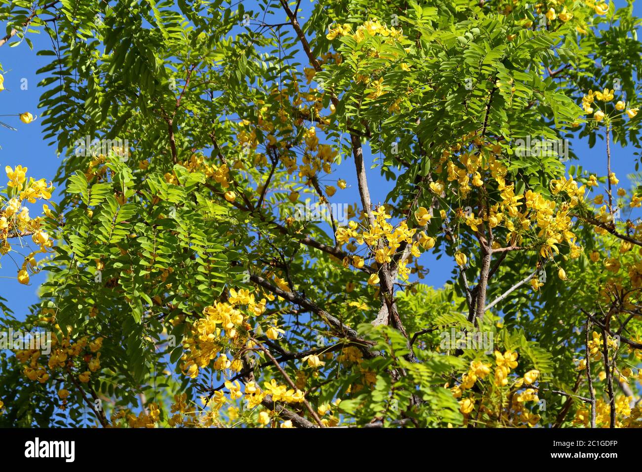 Acacia leaves hi-res stock photography and images - Alamy