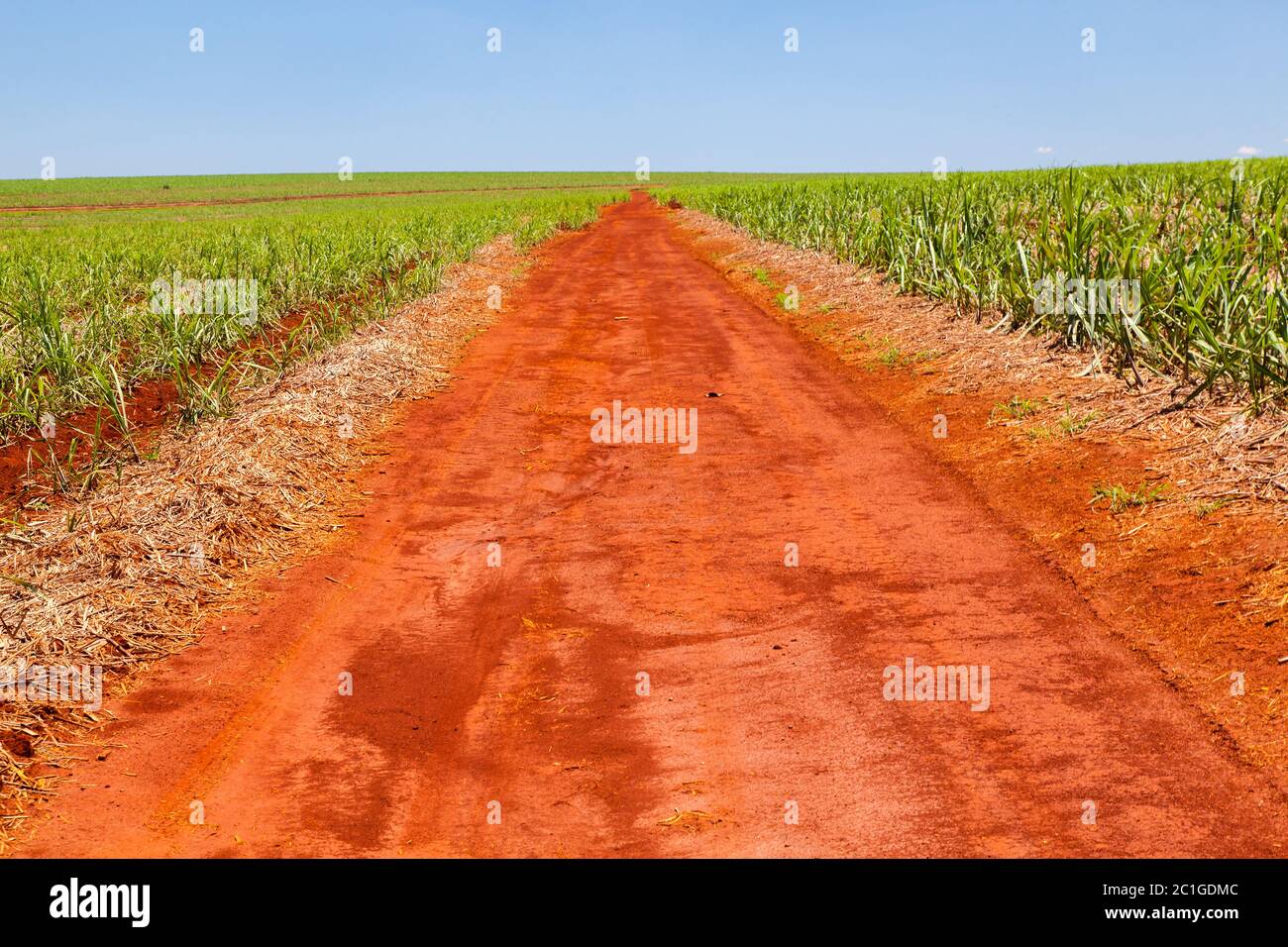 Rural orange dirt road in sugar cane plantation with blue sky and far ...