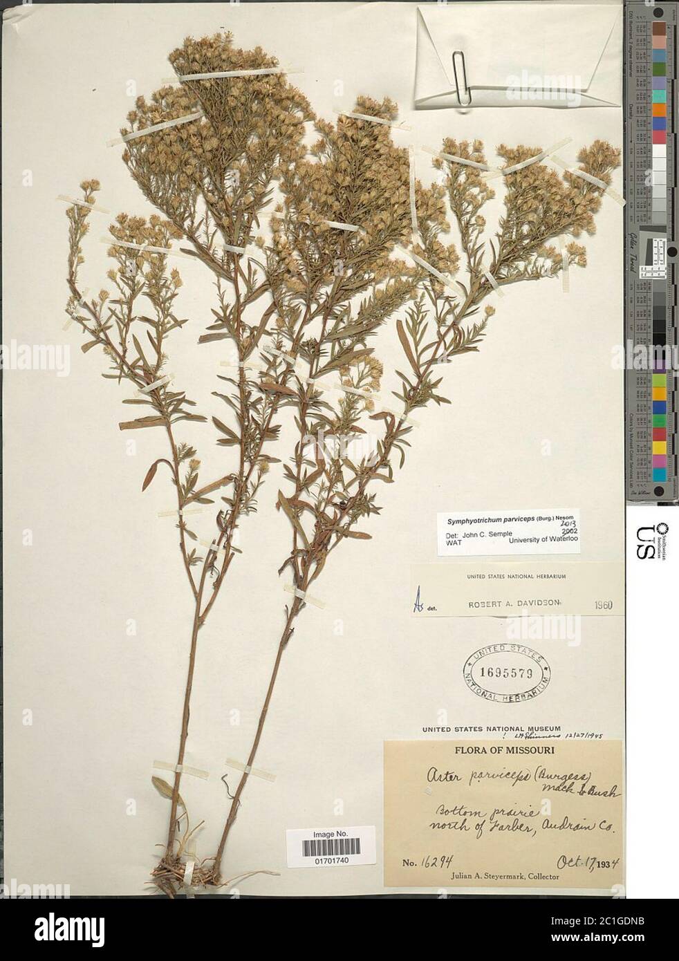 Symphyotrichum parviceps GL Nesom Symphyotrichum parviceps GL Nesom ...