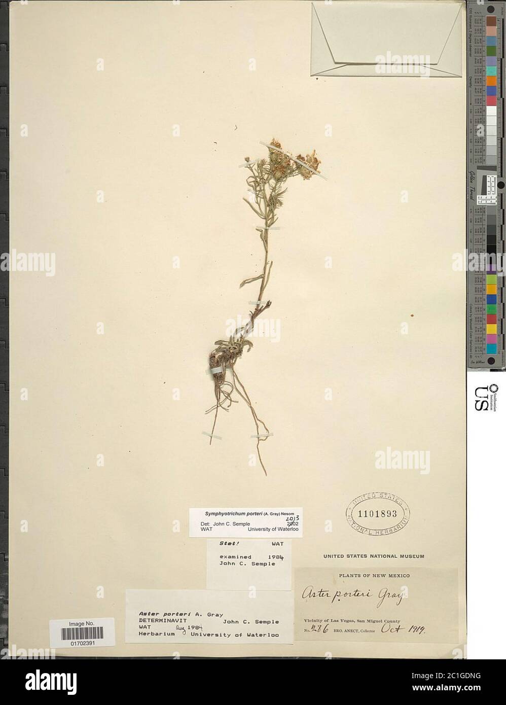 Symphyotrichum porteri Symphyotrichum porteri Stock Photo - Alamy