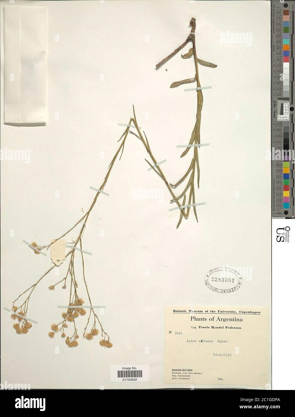 Symphyotrichum setosus Symphyotrichum setosus Stock Photo - Alamy