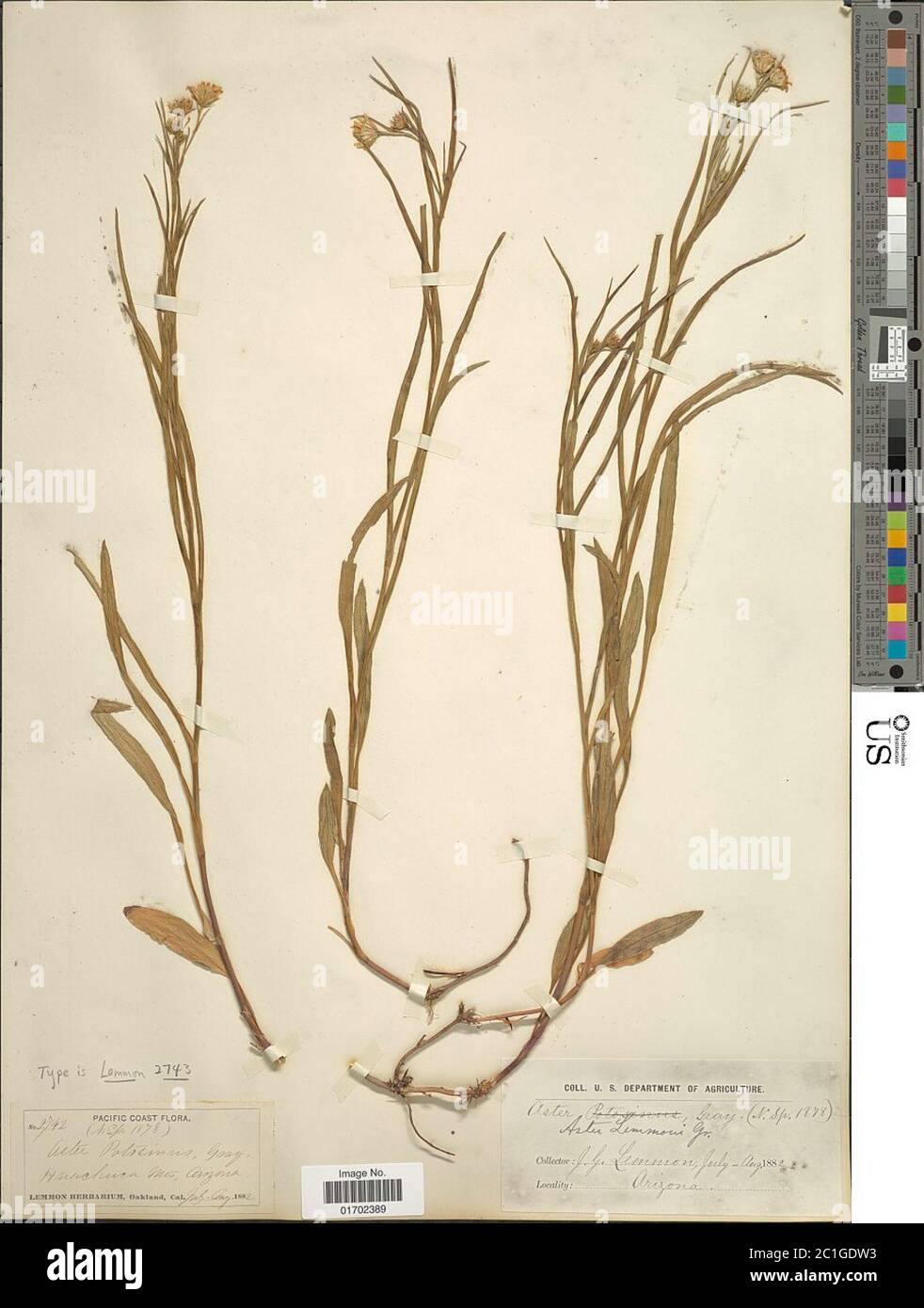 Symphyotrichum potosinum A Gray GL Nesom Symphyotrichum potosinum A ...