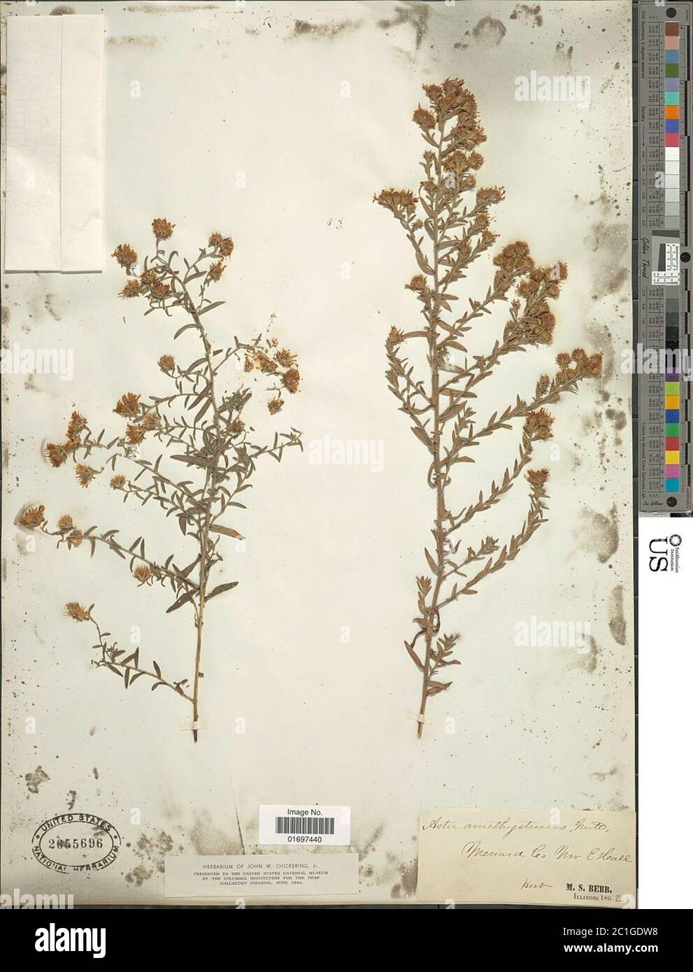 Symphyotrichum x amethystinum Nutt GL Nesom Symphyotrichum x ...