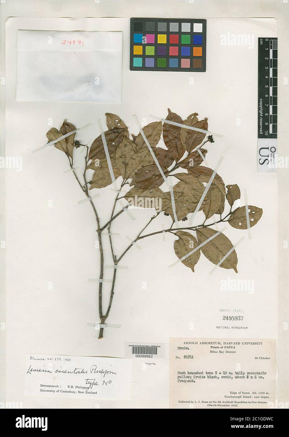 Levieria orientalis Philipson Levieria orientalis Philipson Stock Photo ...