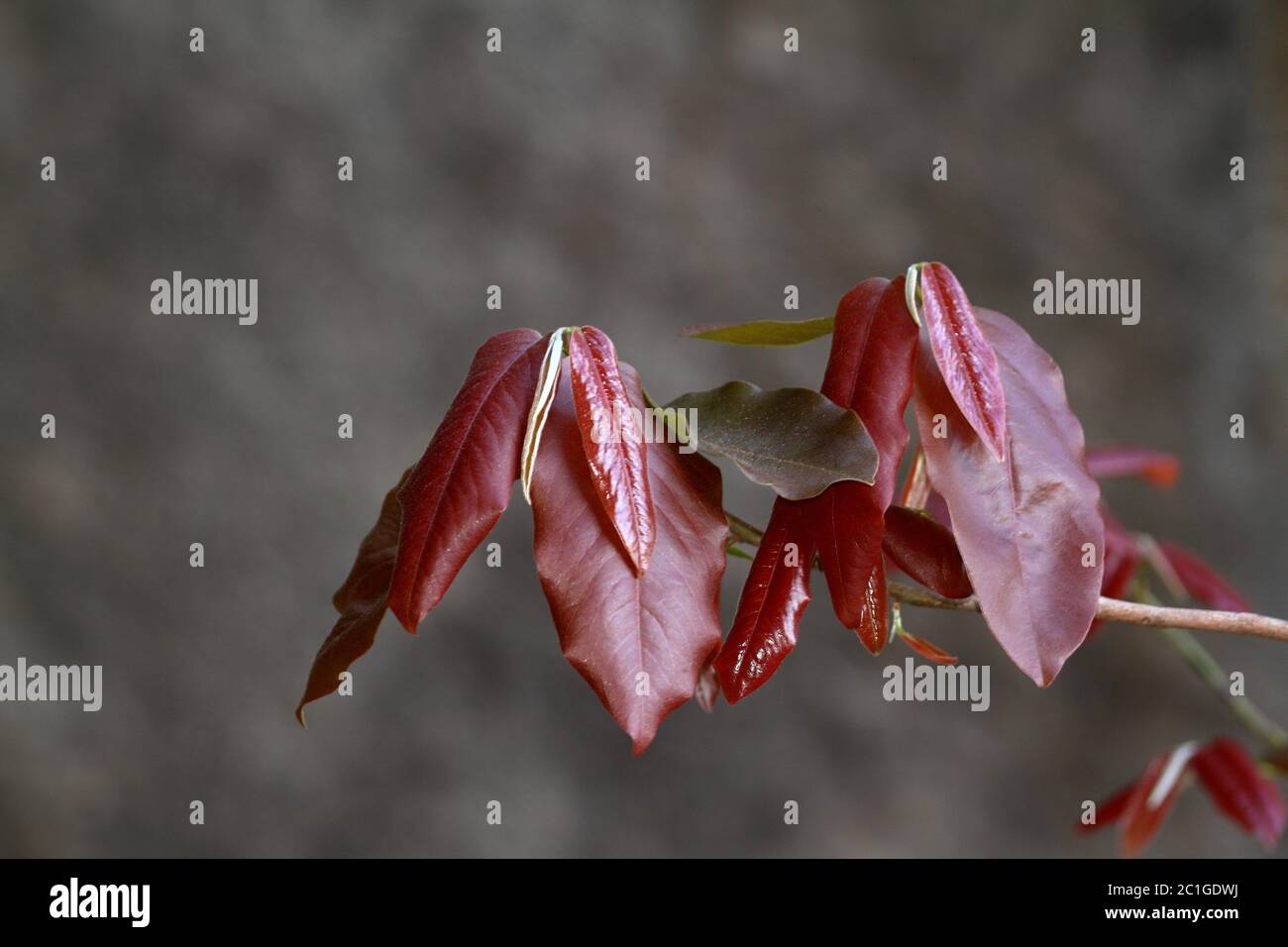 Twig fresh leaves hi-res stock photography and images - Alamy