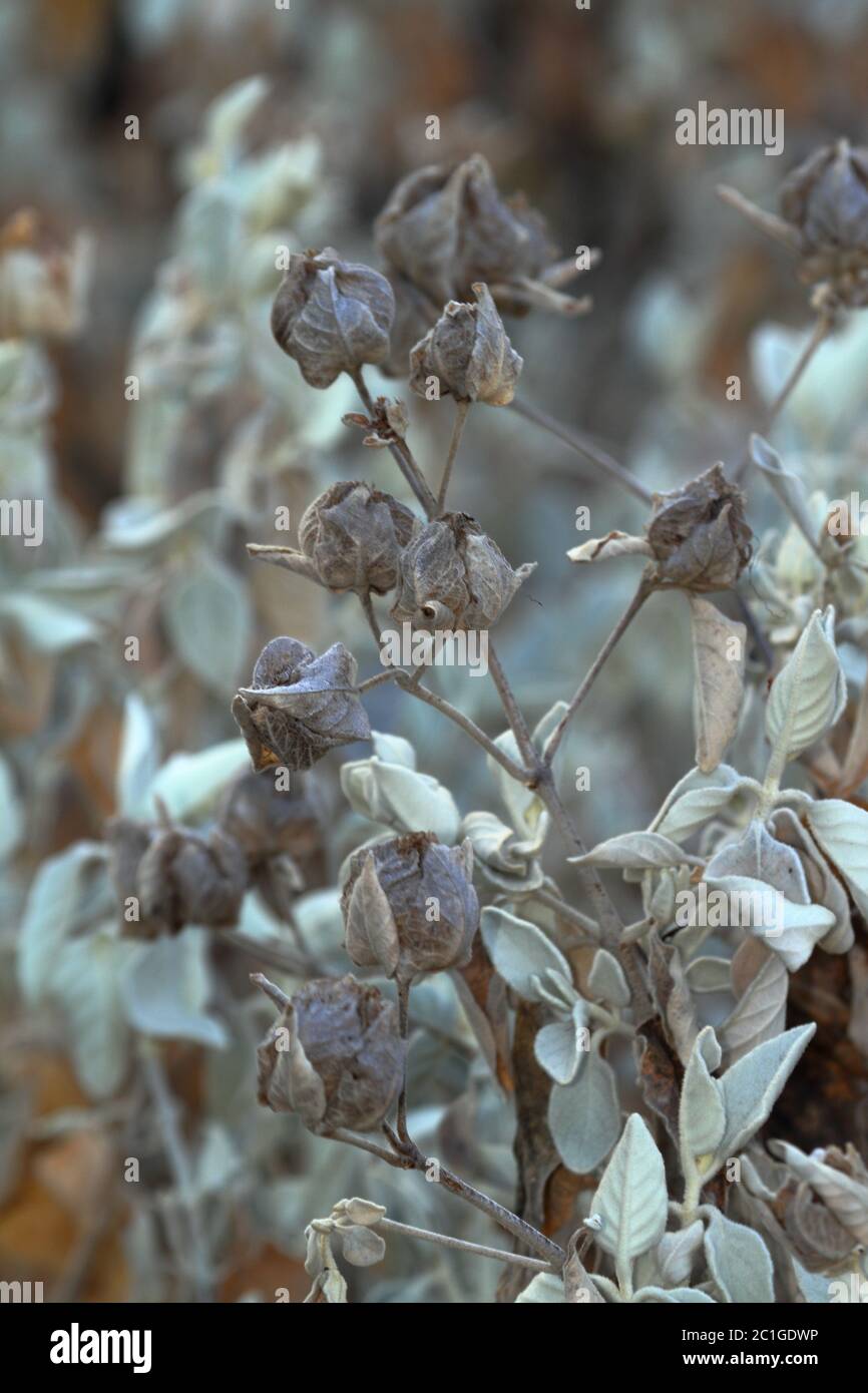 Zimbabwe flowers hi-res stock photography and images - Alamy