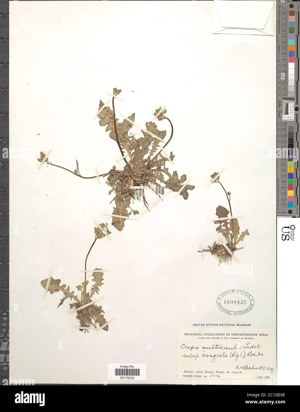 Multicaulis hi-res stock photography and images - Alamy