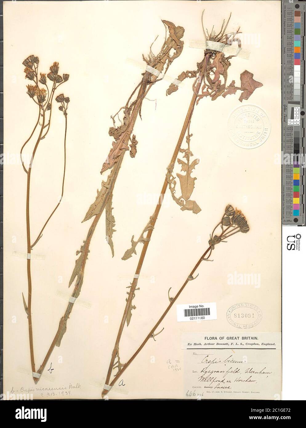 Crepis biennis L Crepis biennis L Stock Photo - Alamy