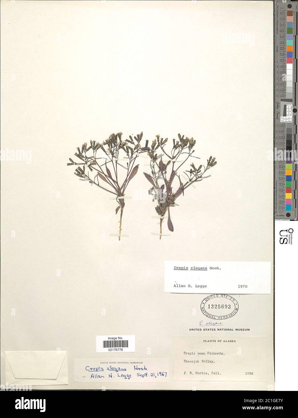 Crepis elegans hi-res stock photography and images - Alamy