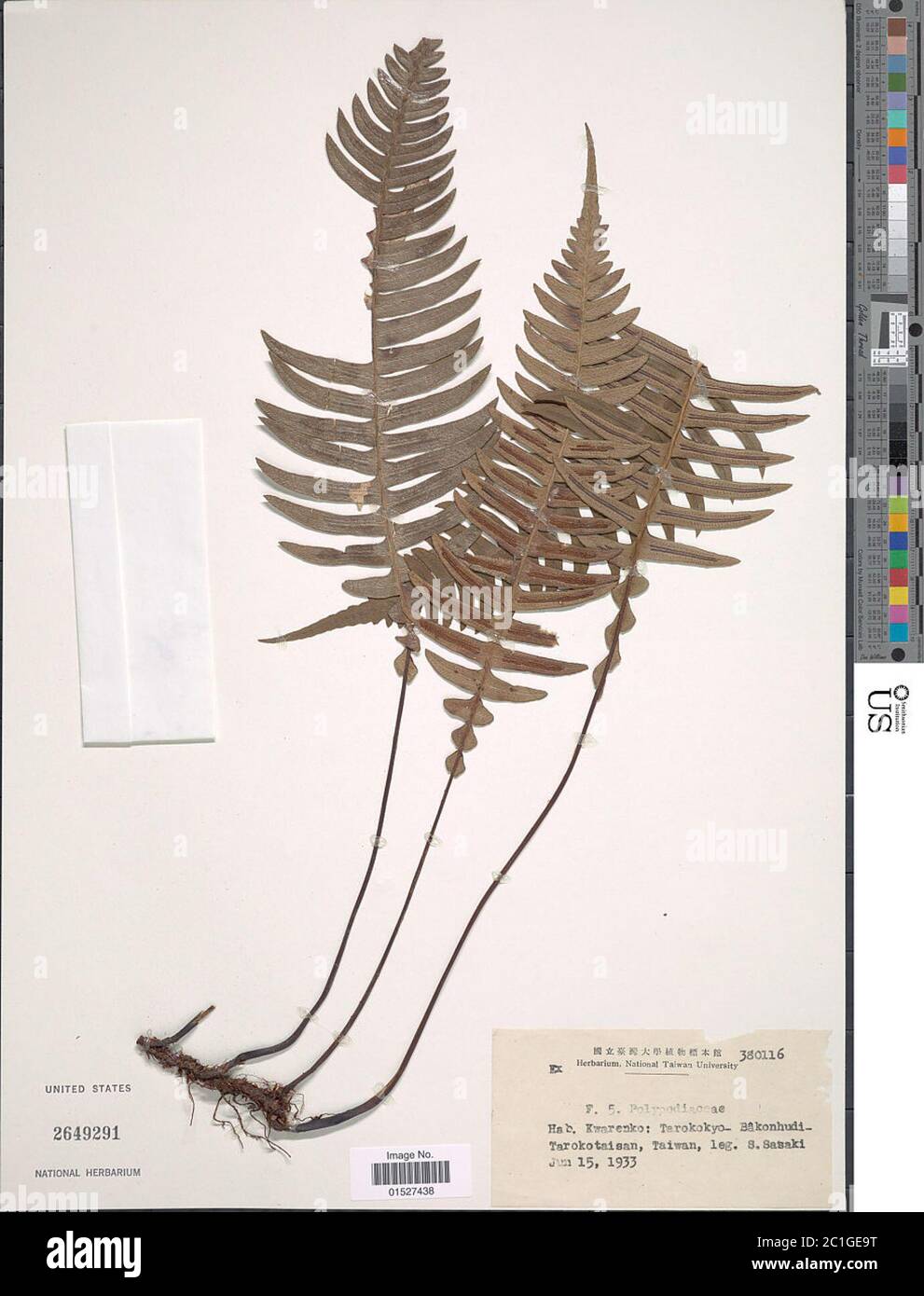 Blechnum Blechnum Sp High Resolution Stock Photography and Images - Alamy