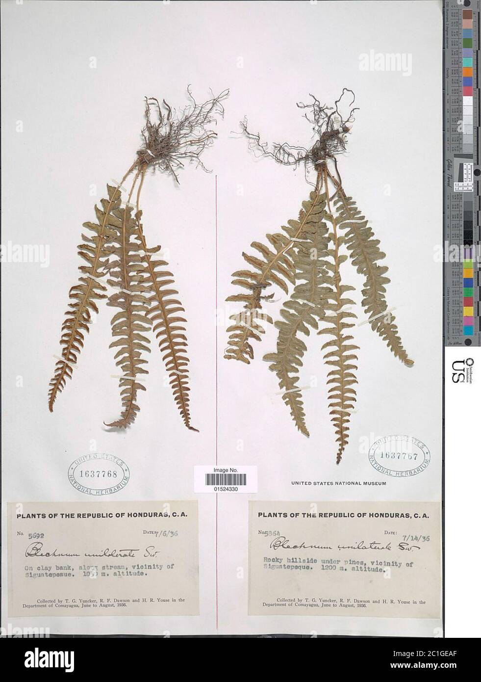 Raddi hi-res stock photography and images - Alamy