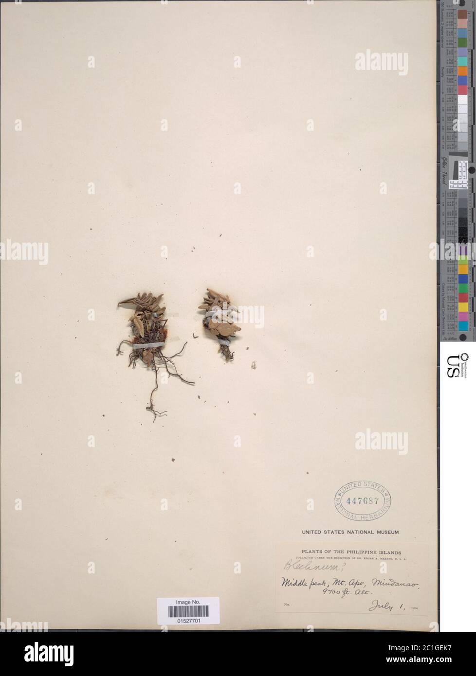 Blechnum sp hi-res stock photography and images - Alamy