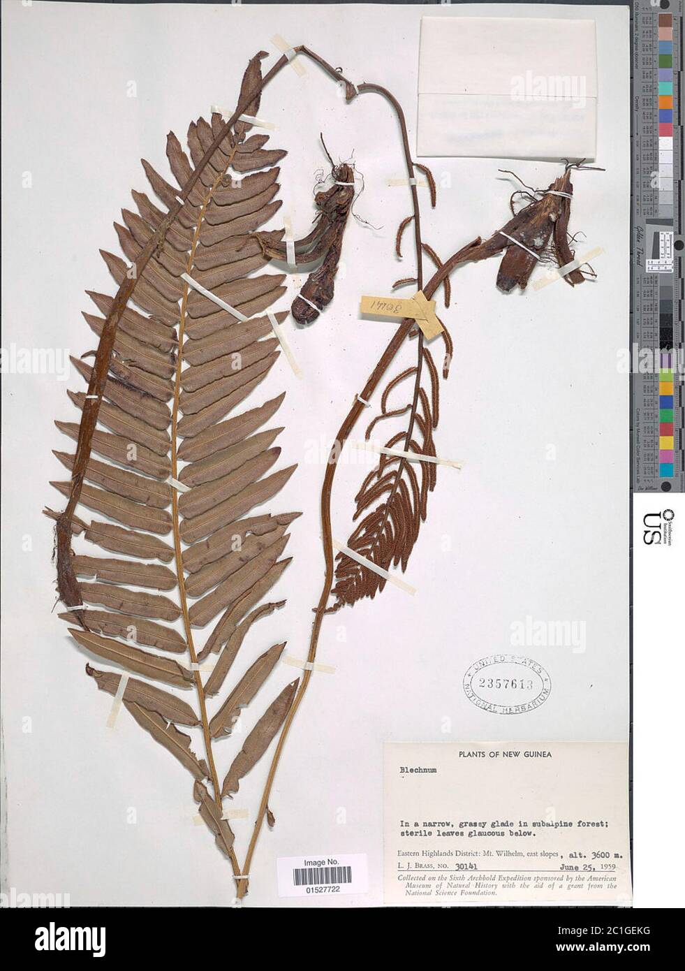 Blechnum blechnum sp hi-res stock photography and images - Alamy