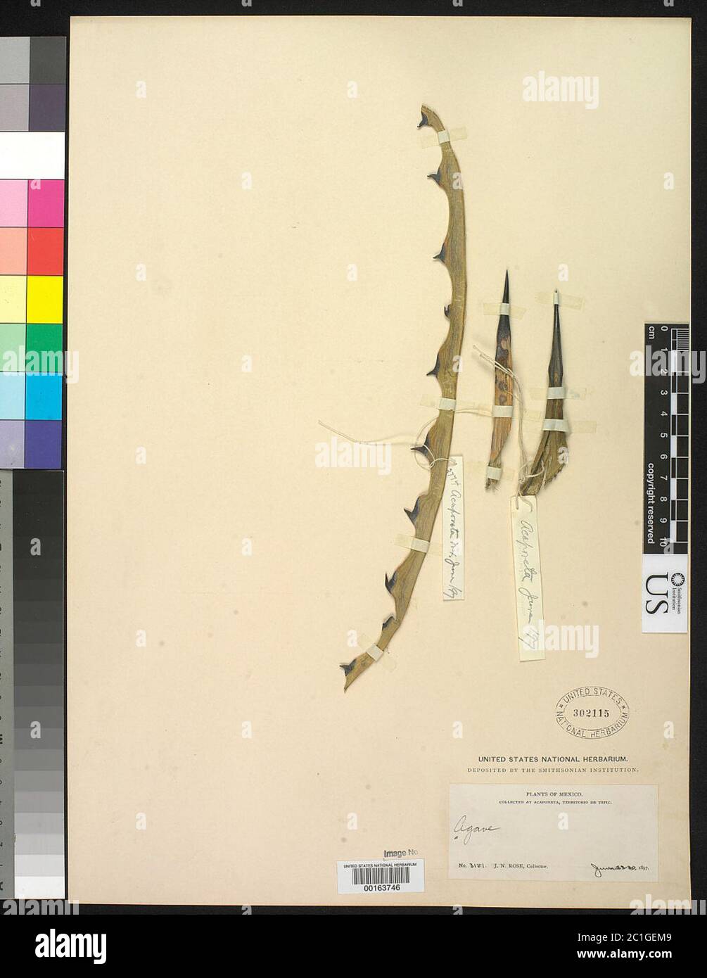 Agave sp Agave sp Stock Photo - Alamy