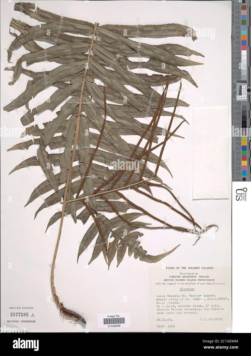 Blechnum sp hi-res stock photography and images - Alamy