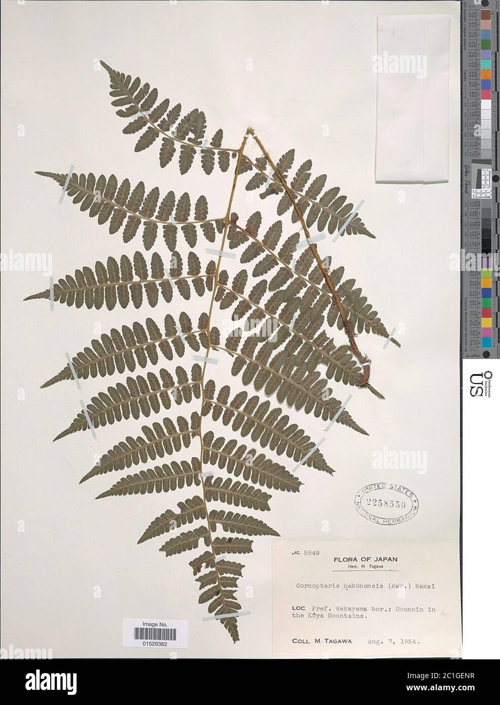 Cornopteris hakonensis Makino Cornopteris hakonensis Makino Stock Photo ...