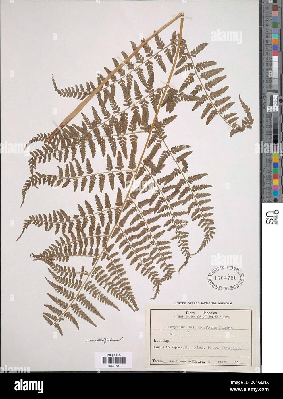 Multifidum hi-res stock photography and images - Alamy