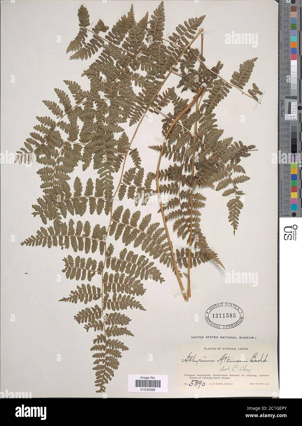 Atkinsonii hi-res stock photography and images - Alamy