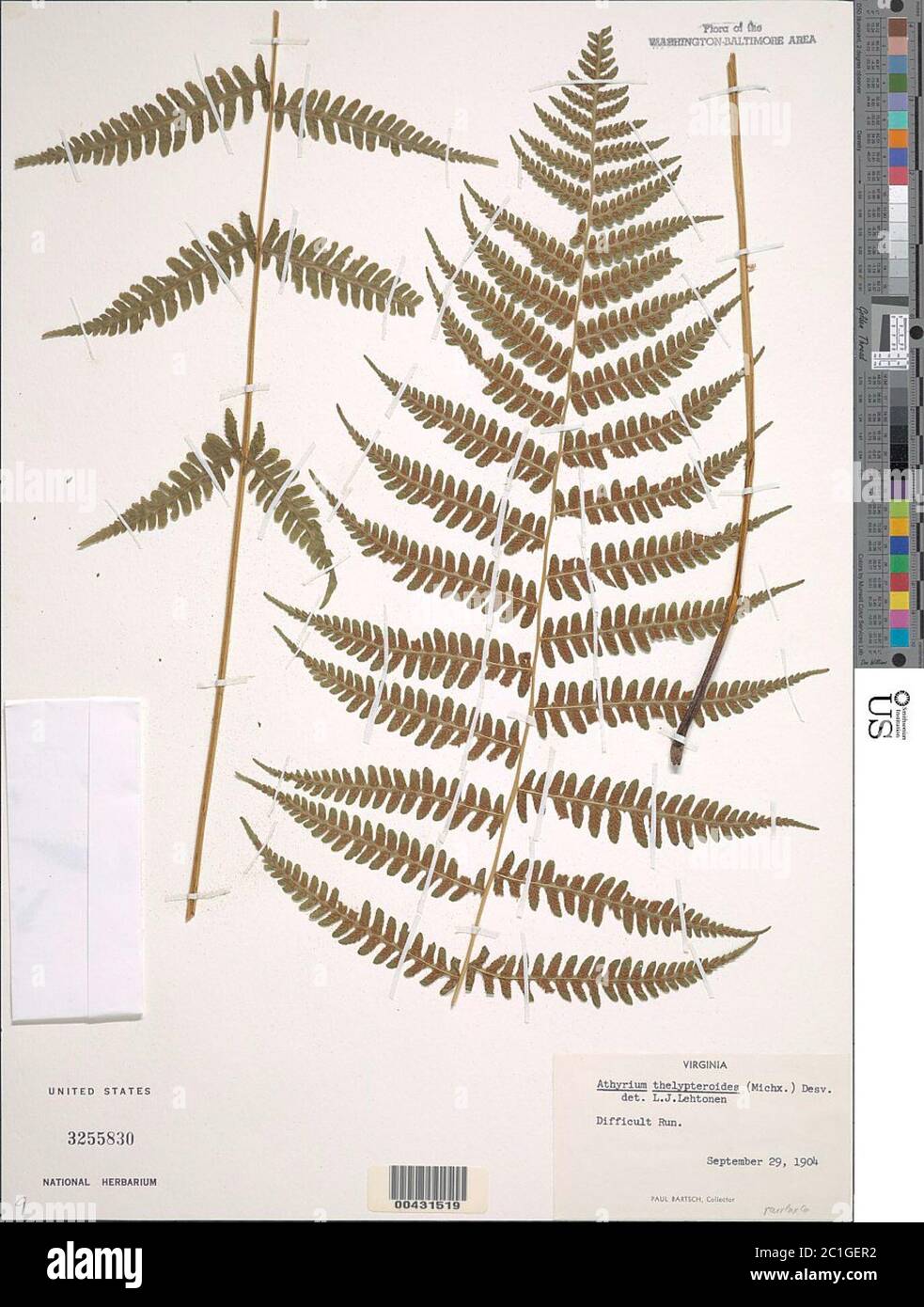 Deparia acrostichoides Sw M Kato Deparia acrostichoides Sw M Kato Stock ...
