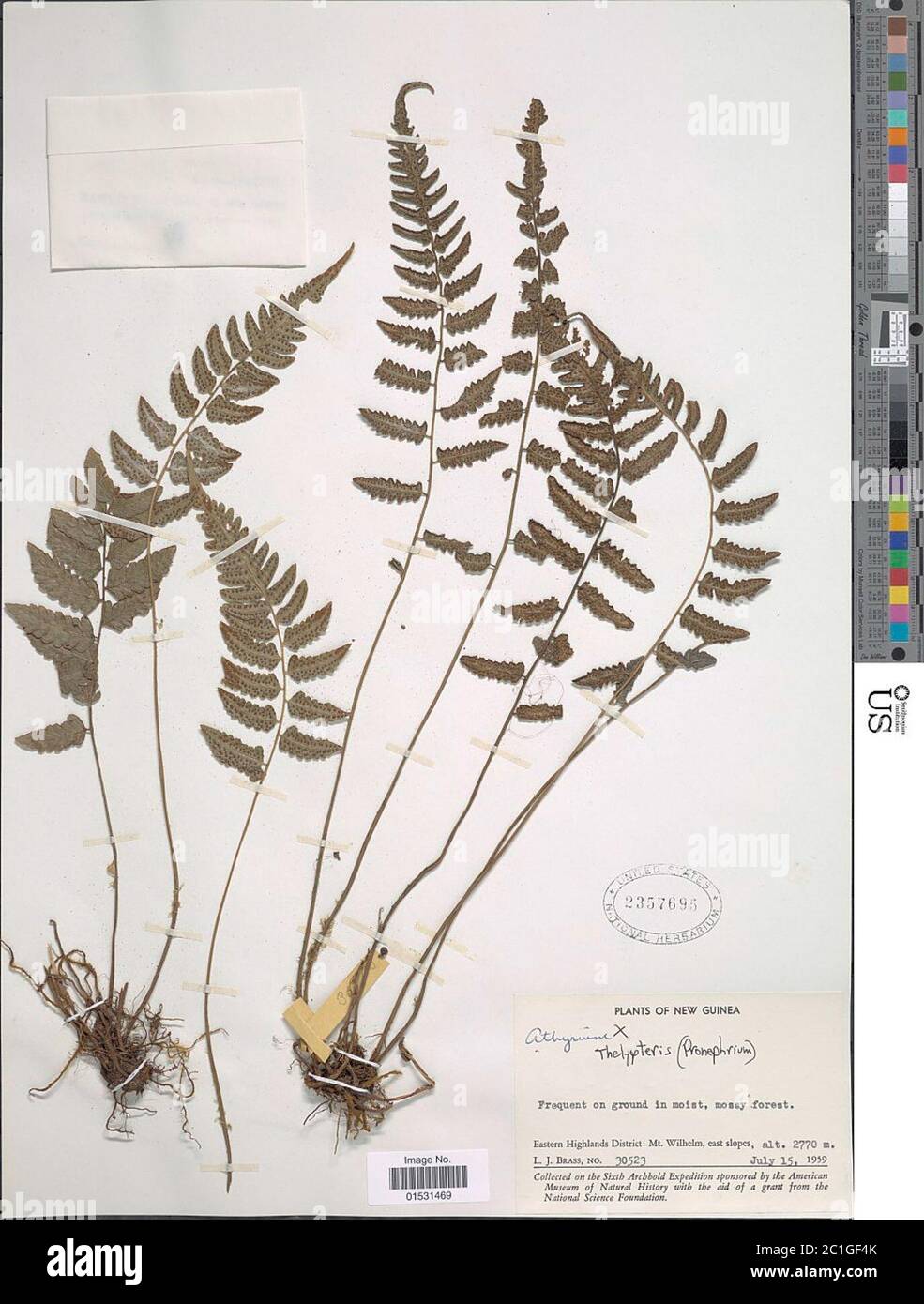 Athyrium sp Athyrium sp Stock Photo - Alamy
