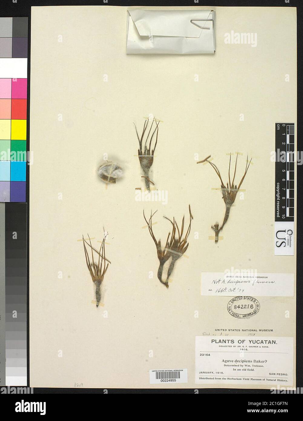 Agave plant structure hi-res stock photography and images - Alamy