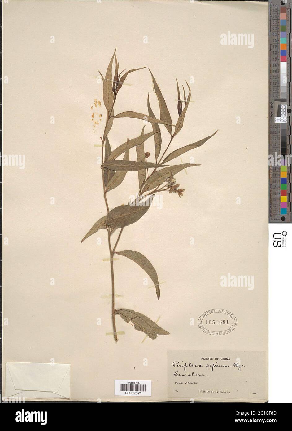 Periploca sepium Bunge Periploca sepium Bunge Stock Photo - Alamy