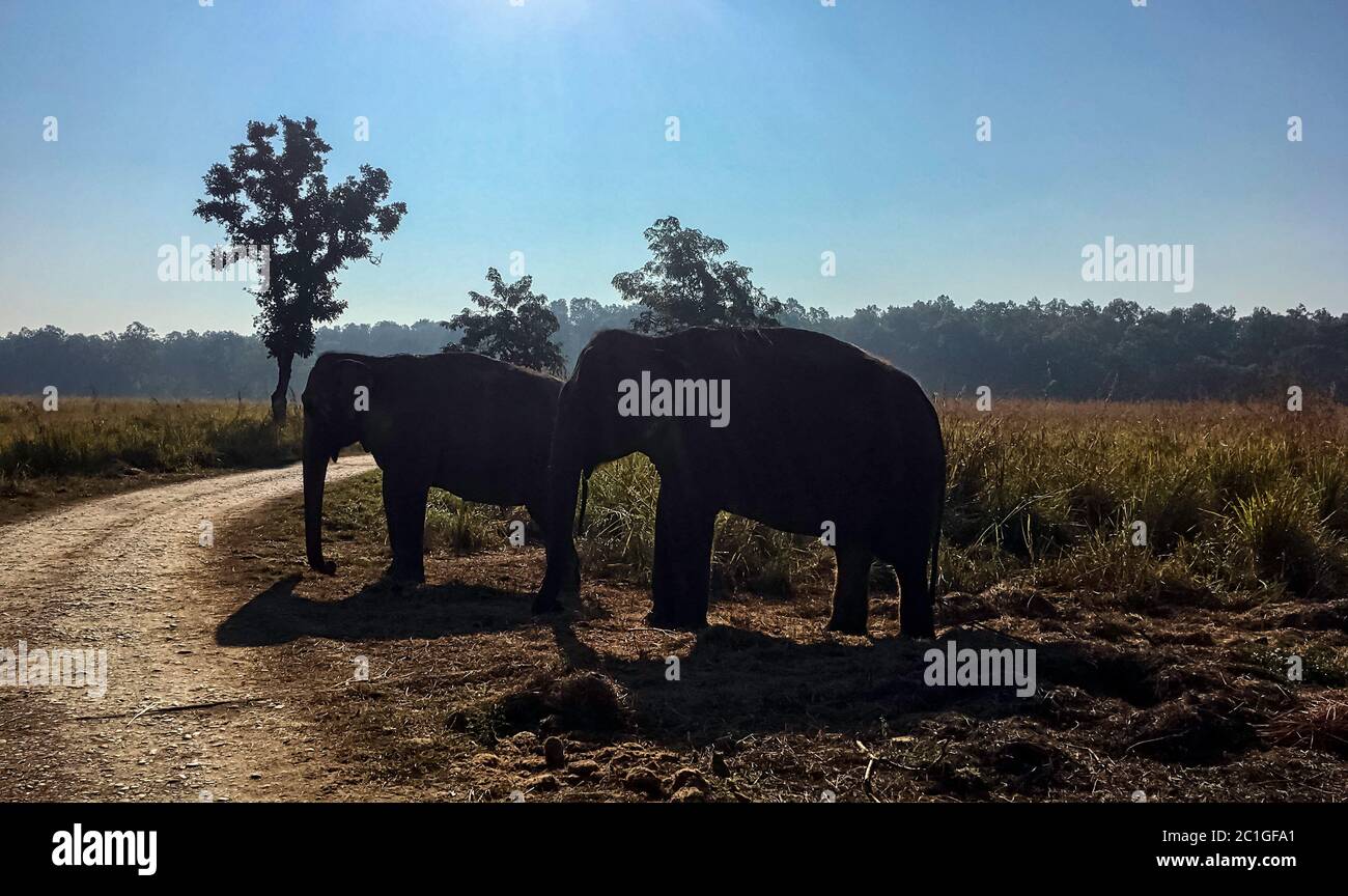 Indian elephants (Elephas maximus indicus) is one of three recognized ...