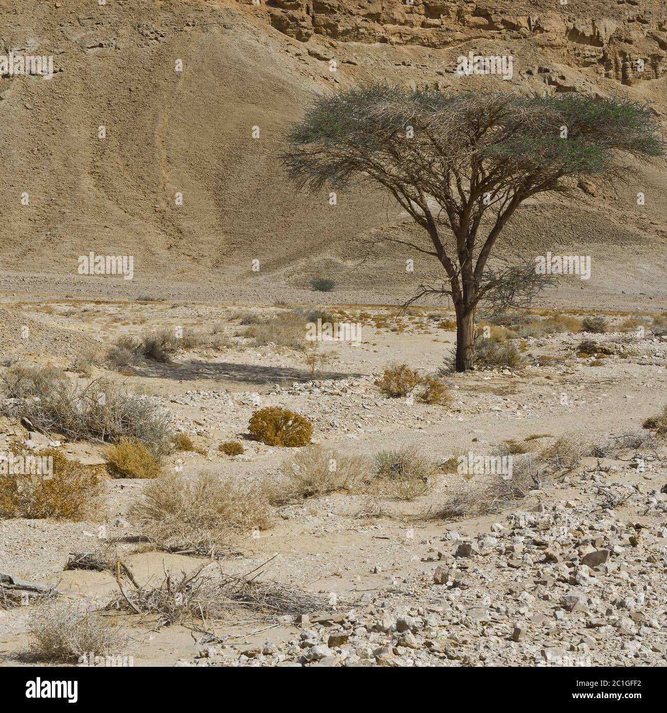Life in a lifeless desert Stock Photo - Alamy