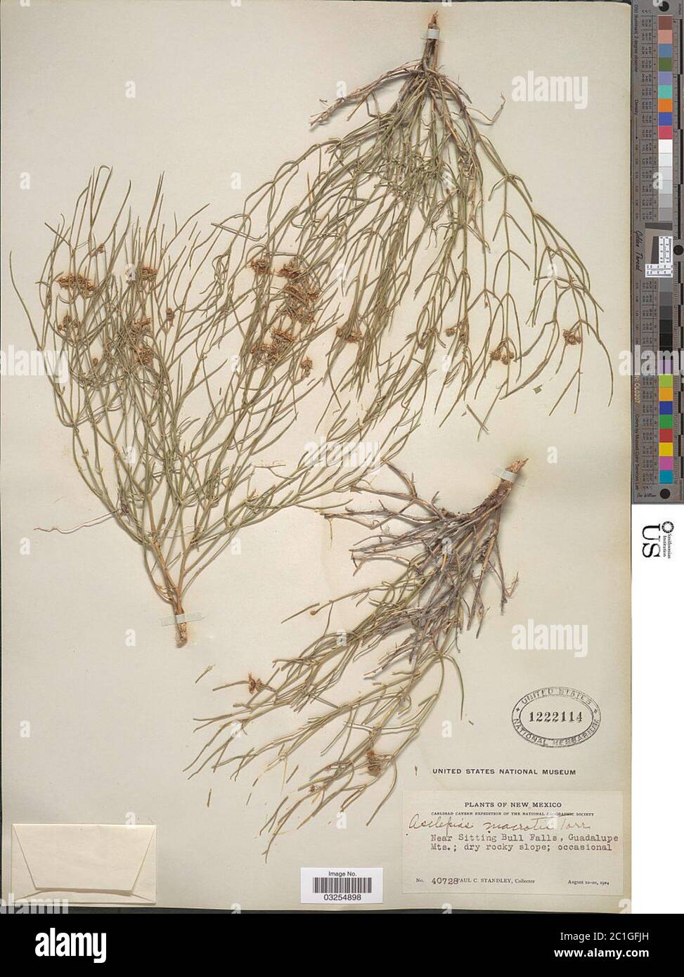 Macrotis image hi-res stock photography and images - Alamy