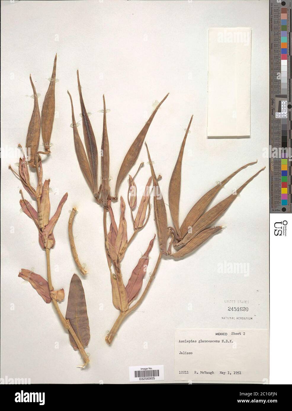 Asclepias glaucescens Kunth Asclepias glaucescens Kunth Stock Photo - Alamy