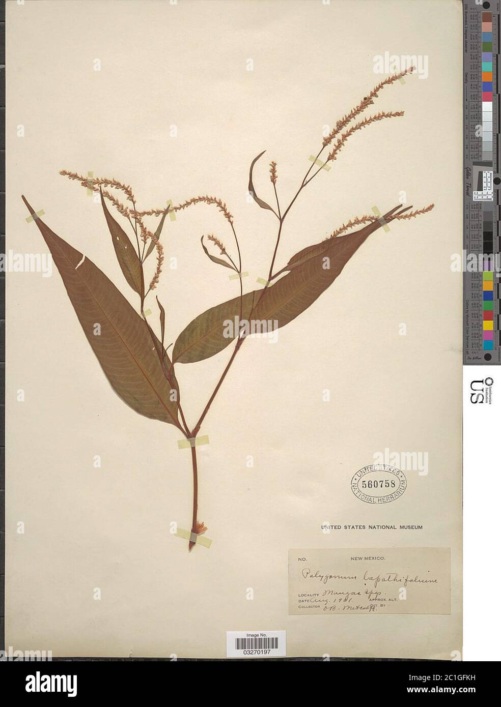 Polygonum lapathifolium L Polygonum lapathifolium L Stock Photo - Alamy