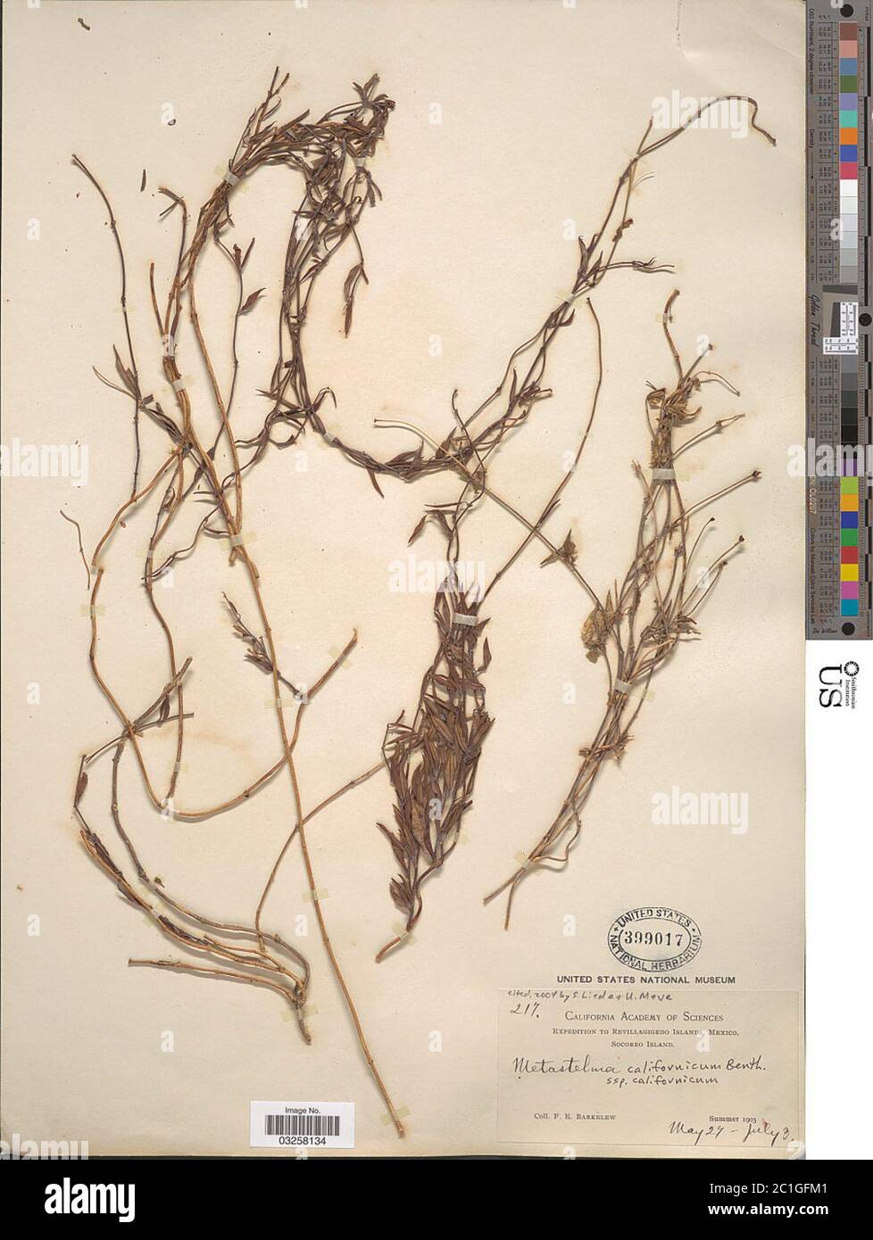 Metastelma californicum subsp californicum Benth Metastelma ...