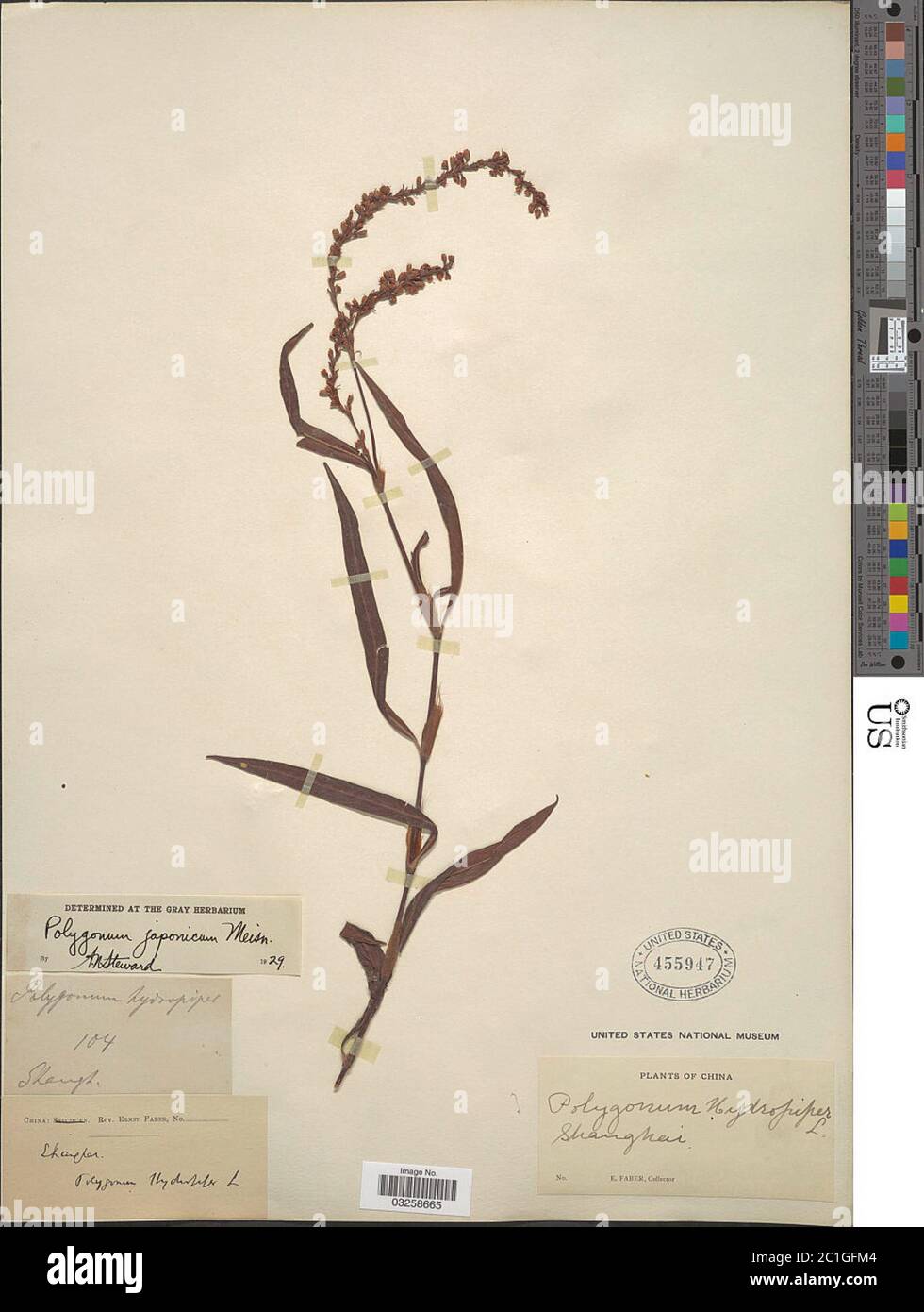 Polygonum japonicum Meisn Polygonum japonicum Meisn Stock Photo - Alamy