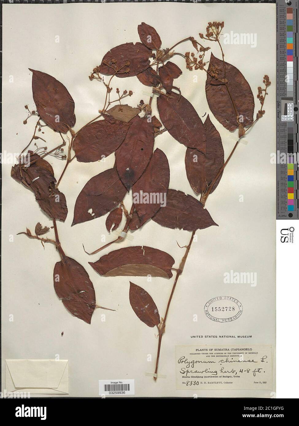 Polygonum chinense L Polygonum chinense L Stock Photo - Alamy