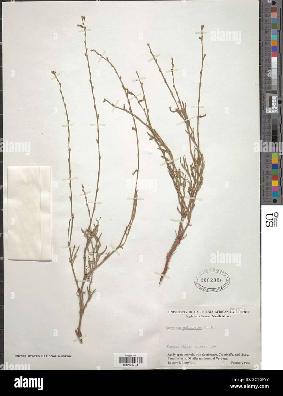 Calcaratum hi-res stock photography and images - Alamy