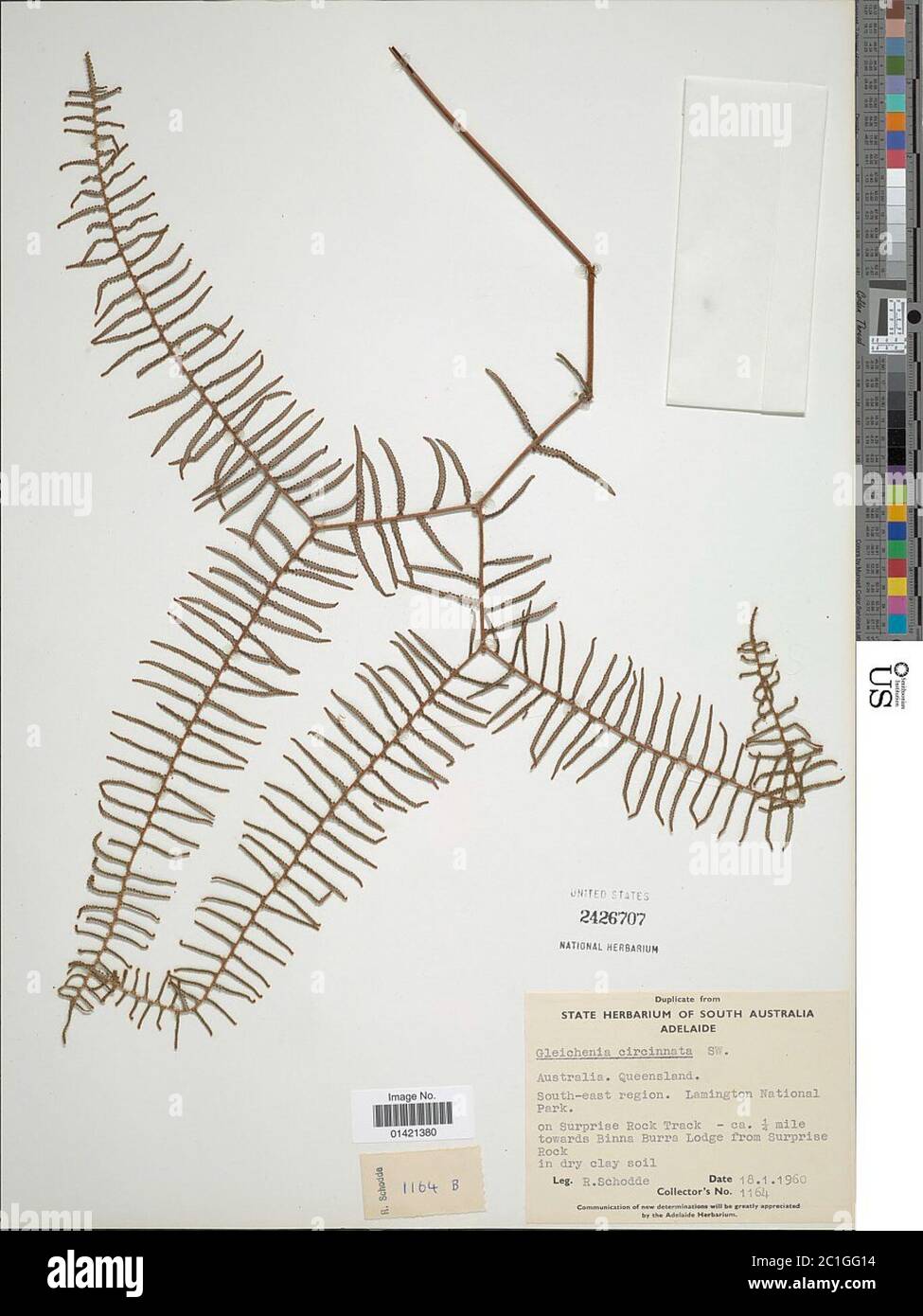 Gleichenia dicarpa Aiton Gleichenia dicarpa Aiton Stock Photo - Alamy
