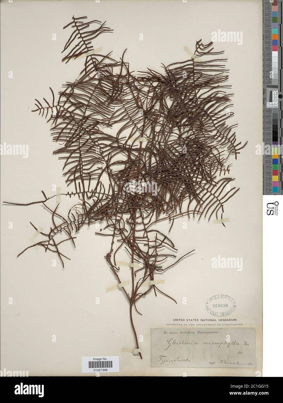 Gleichenia microphylla Aiton Gleichenia microphylla Aiton Stock Photo ...