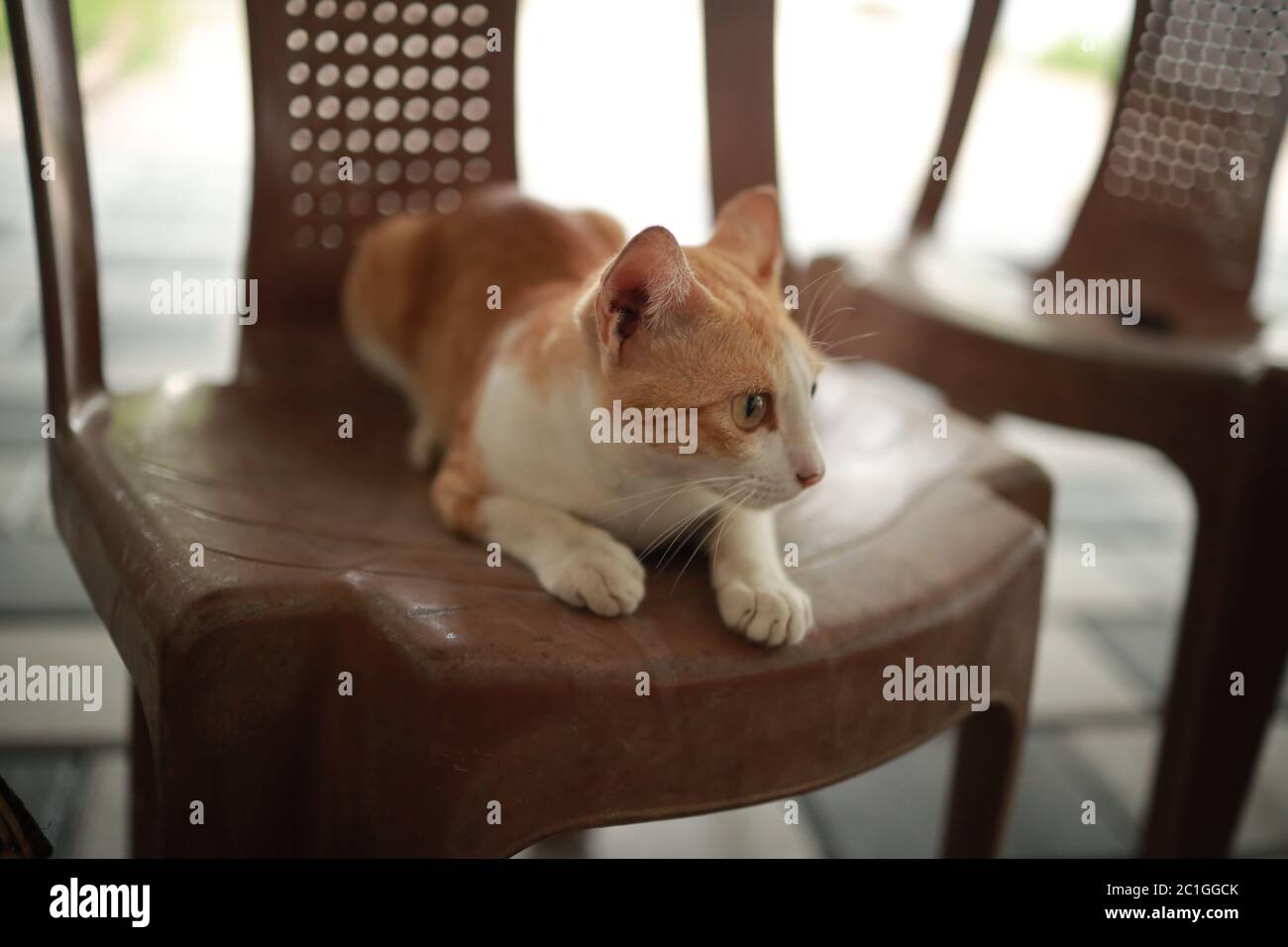 Cat on a chair hi-res stock photography and images - Alamy