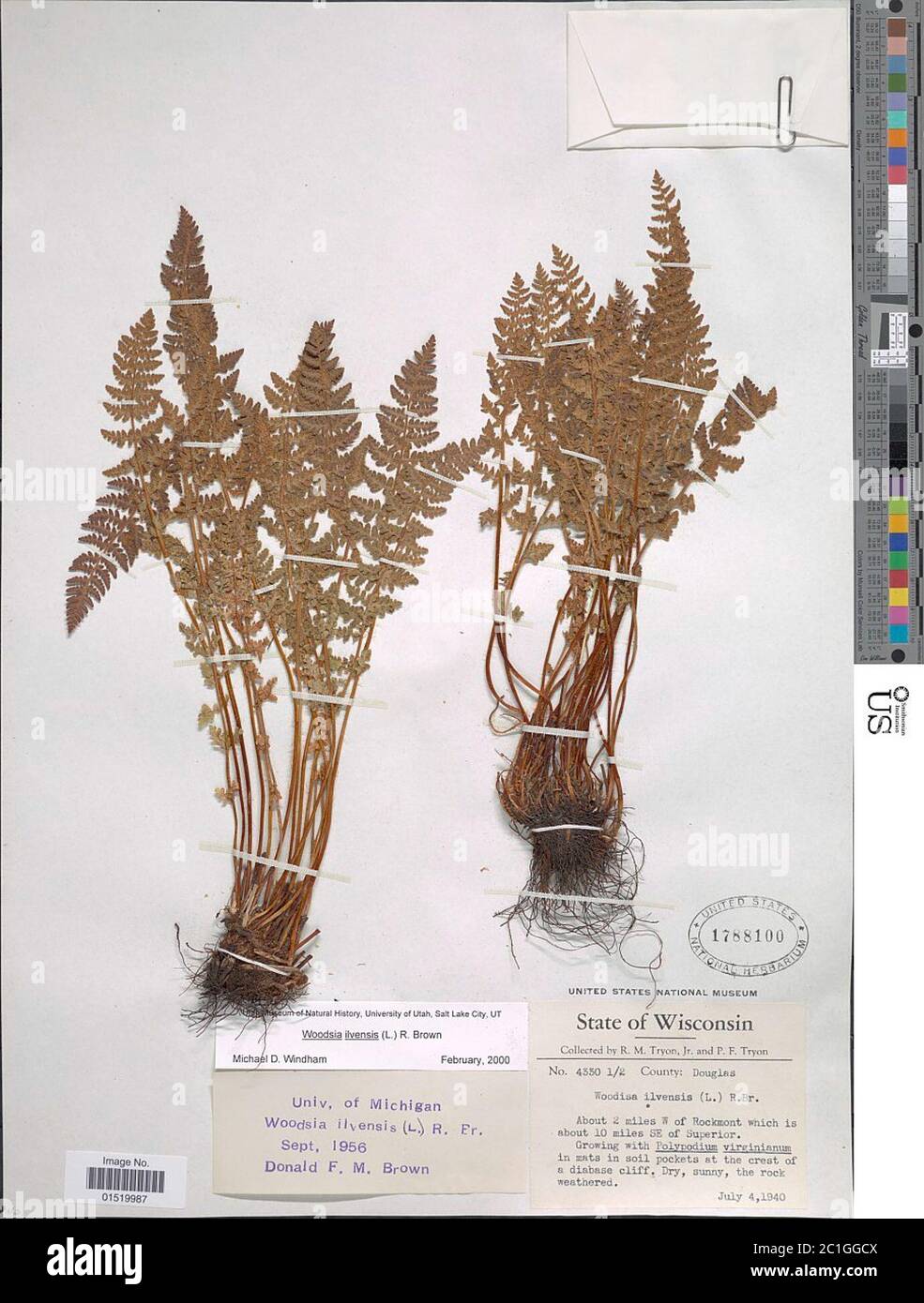 Woodsia ilvensis L Aiton Woodsia ilvensis L Aiton Stock Photo - Alamy