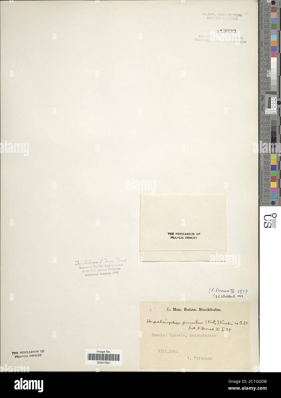 Stigonema muscicola Stigonema muscicola Stock Photo - Alamy