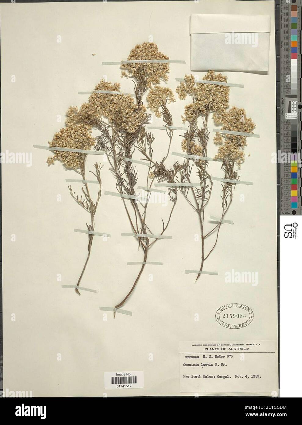 Cassinia hi-res stock photography and images - Alamy