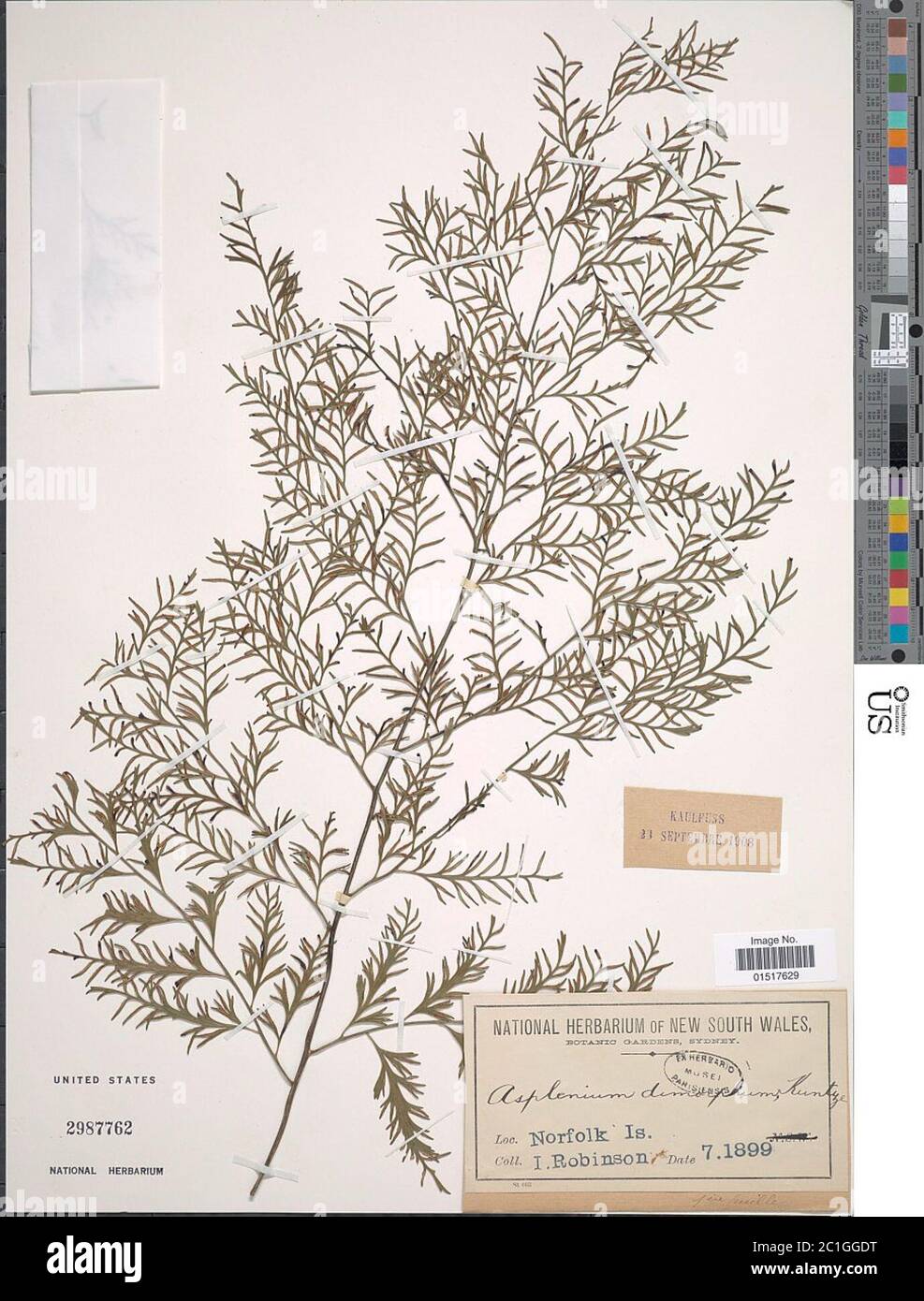 Difforme hi-res stock photography and images - Alamy