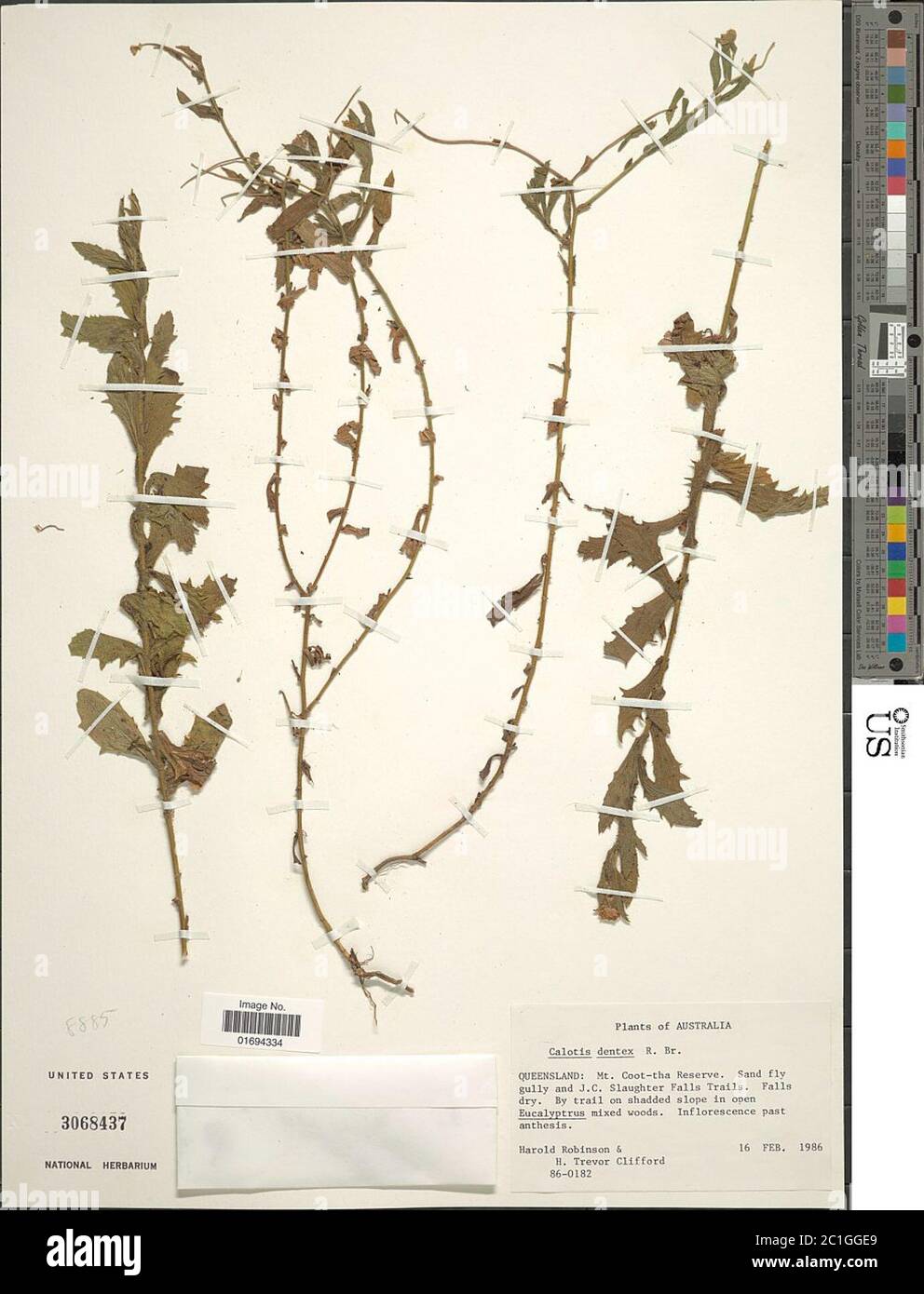 Calotis hi-res stock photography and images - Alamy