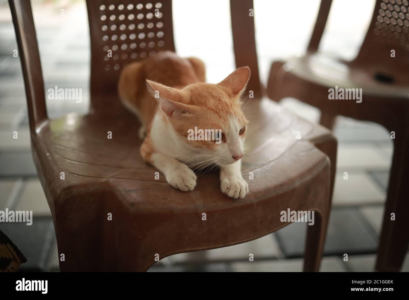 Red and white cat on a chair Stock Photo - Alamy
