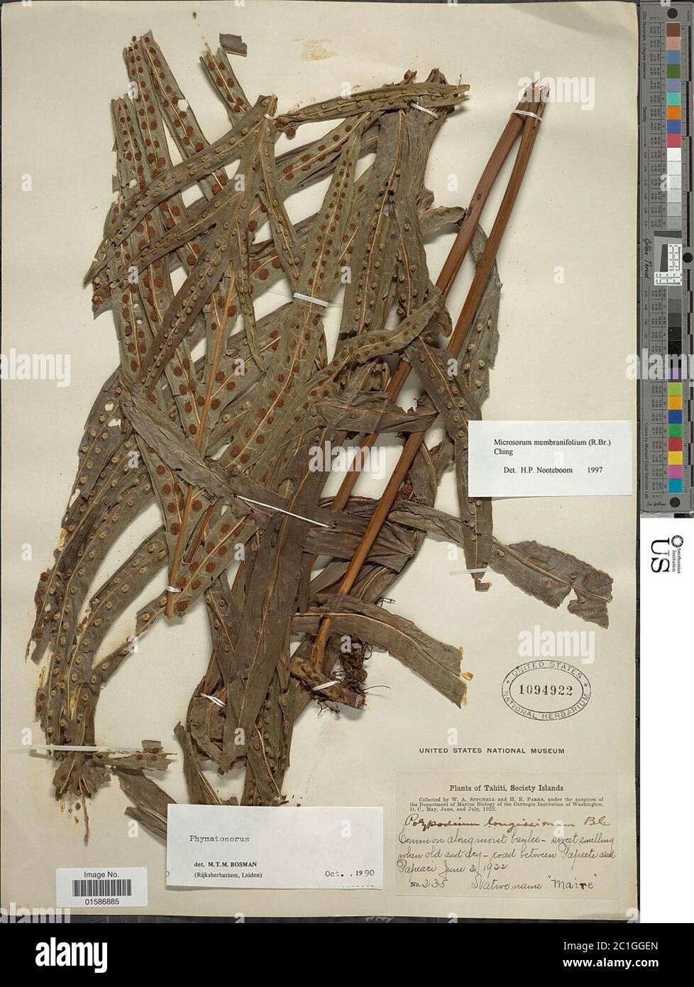 Microsorum membranifolium Aiton Ching Microsorum membranifolium Aiton ...