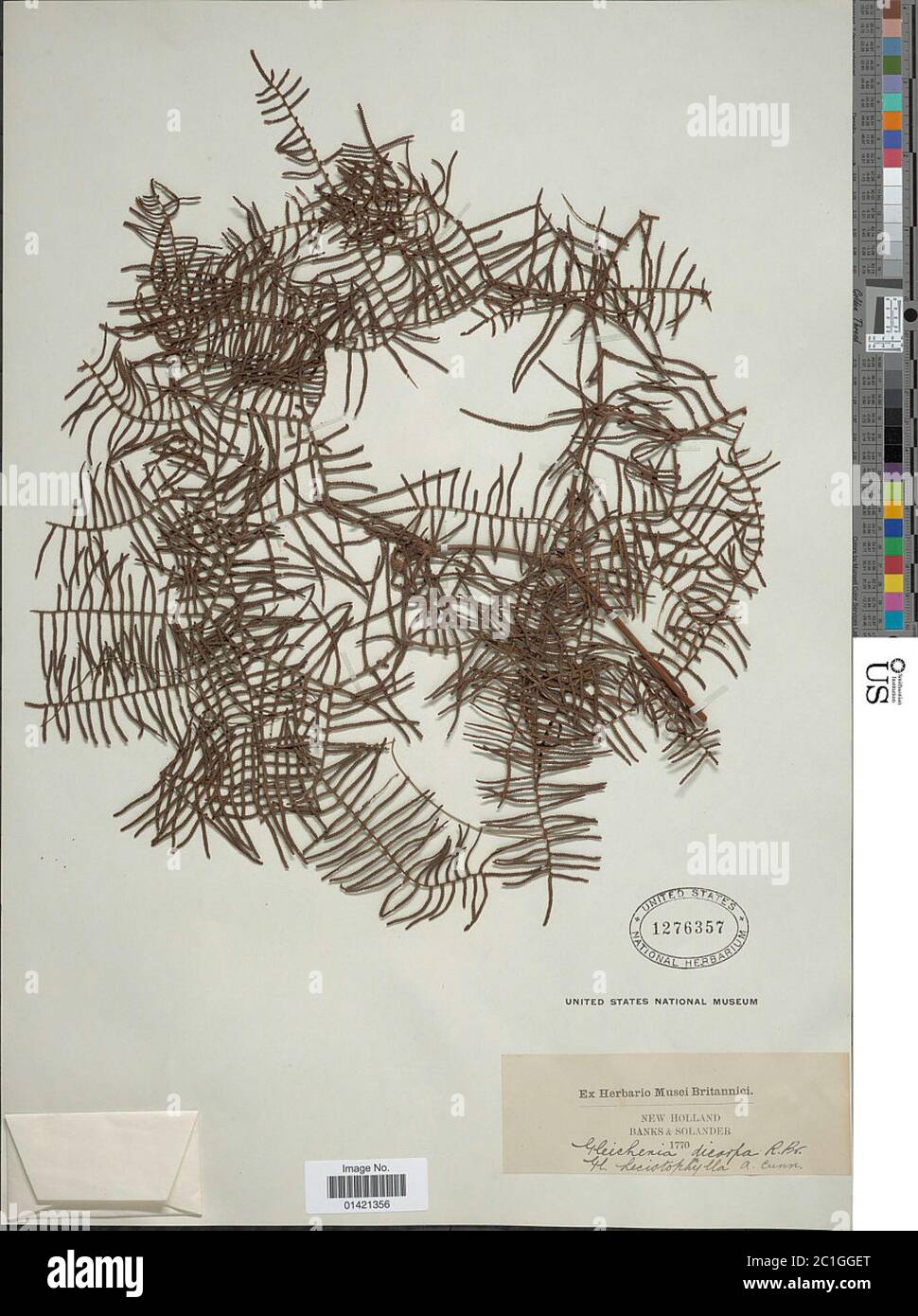 Gleichenia dicarpa Aiton Gleichenia dicarpa Aiton Stock Photo - Alamy