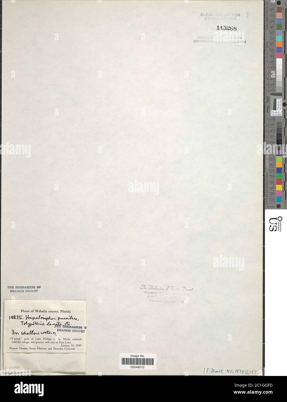 Stigonema muscicola Stigonema muscicola Stock Photo - Alamy